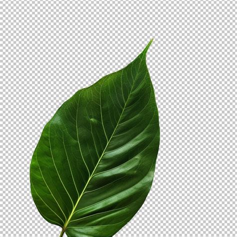 Premium Psd Leaf Png