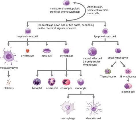 Mtormediated Regulation Of Dendritic Cell Differentiation And Function