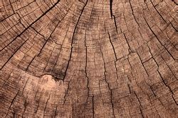 Tree Stump Texture Free Stock Photo By AlexH On Stockvault Net