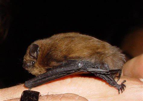Species That Went Extinct In 2020