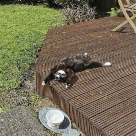 27 Photos Of Hilarious And Heart Melting Cats That Feel Like Instant