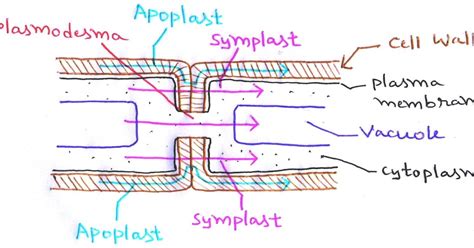 Apoplast Pathway