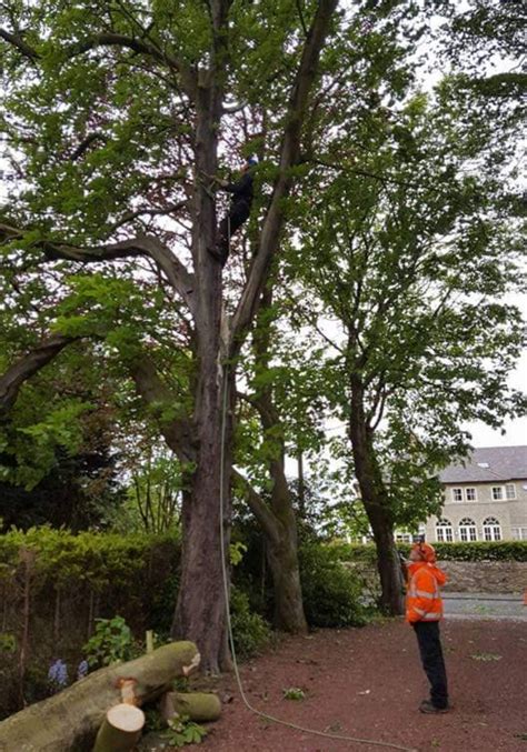 Tree Surgery EGS Tree Surgery Landscapes EGS Tree Surgery Morpeth