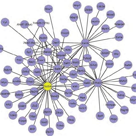 The Mouse Embryonic Stem Cell Protein Interaction Network For The Download Scientific Diagram