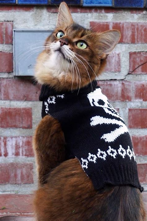 Pruning The Catnip Garden With Cat Help Artofit