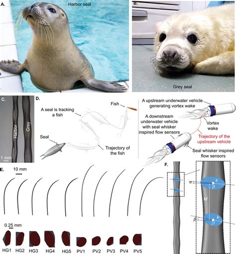 Seal And Undulating Seal Whiskers A Harbor Seal Phoca Vitulina B