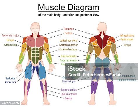 Human Body Muscles Labeled Front And Back Human Body Muscles Front