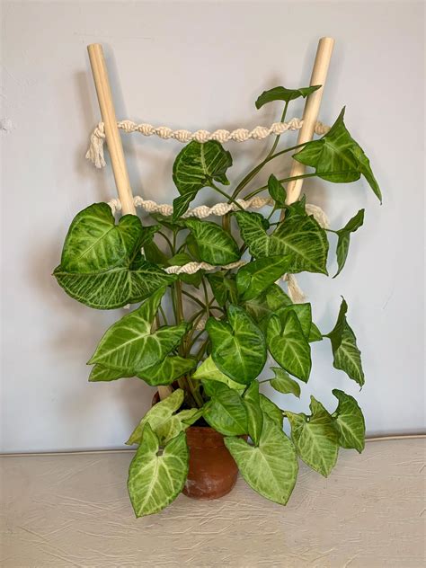 Macrame Plant Trellis Handmade Natural Trellis For Plants Etsy Trellis Plants Climbing
