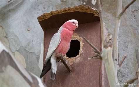 Some Home Truths About Nesting Boxes Noosa Matters