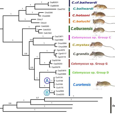 a calibrated evolutionary time tree based mitochondrial cytb gene