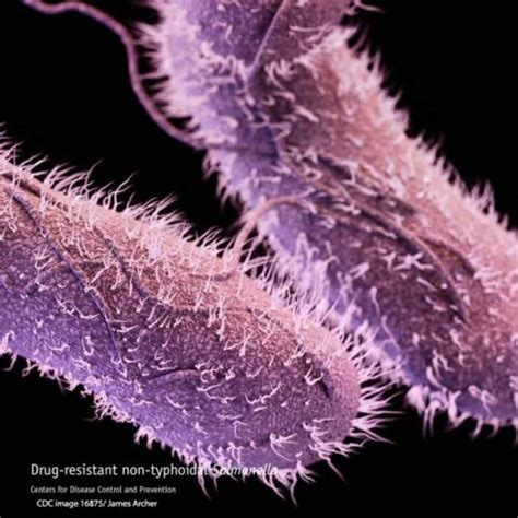 Salmonella Enteritidis