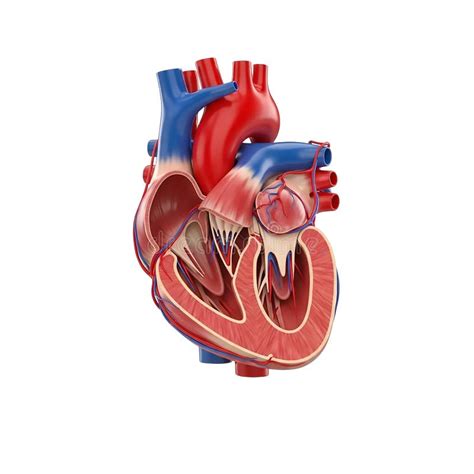 Human Heart Anatomical Cross Section Model Showing Interior Chambers