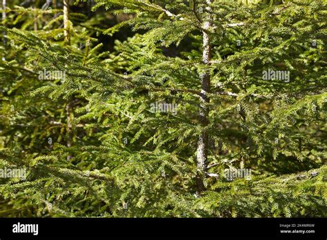Spruce Tree Branches Close Hi Res Stock Photography And Images Alamy