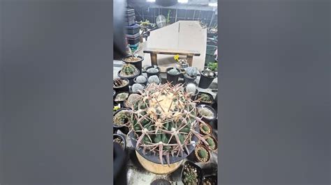 천년다육 생쇼 다육식물 하월시아 아프리카식물 다육이 선인장 코노 코노피튬 엑스플랜트 다육라방 Youtube