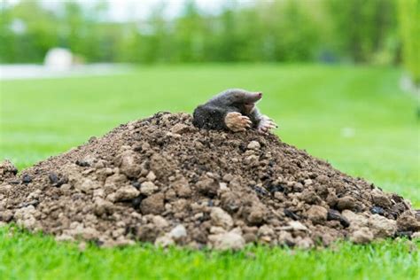Gopher Vs Mole What Are The Main Differences Smiths Pest Management