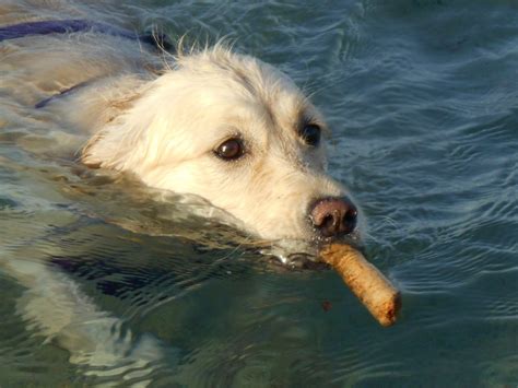 다양한 리트리버 종류 골든·래브라도 리트리버의 공통점과 차이점은 비마이펫 라이프