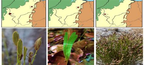 Points Of Occurrence And Distribution Of Schizaeaceae Species In The