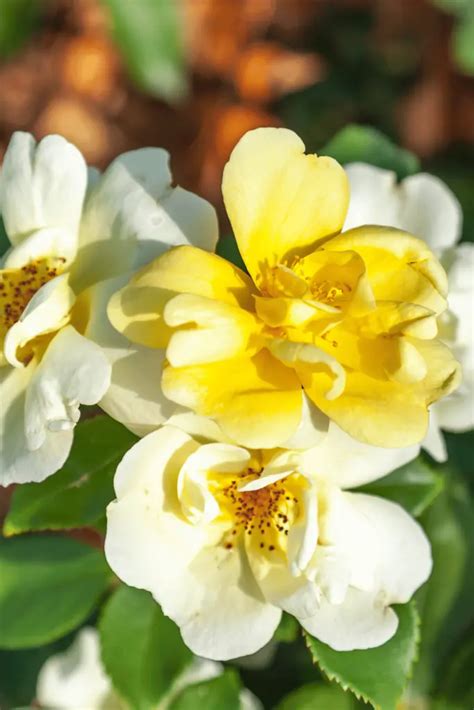 Stunning Yellow Flowering Trees To Brighten Up Your Garden