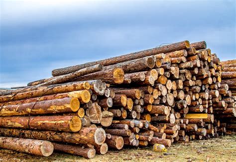 Premium Photo Wood Round Timber In A Pile