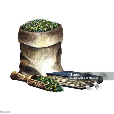 약국 카모마일 분쇄 된 약초를 캔버스 백에 말리십시오 말린 허브가 담긴 나무 숟가락과 오래된 요리책 손으로 그린 수채화 그림입니다 의약품 및 미용학용 0명에 대한 스톡 벡터