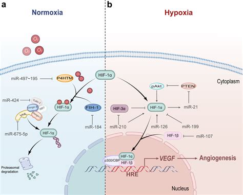 Model Of Signal Transduction Regulation Between Selected Mirnas And The