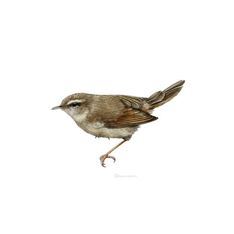 Uguisu Japanese Bush Warbler — Ryan Chadwick Artist