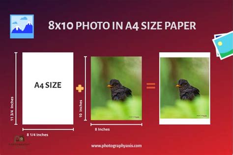 How Big Is An 8×10 Photo Inch Cm Mm Ft Pixels Photographyaxis