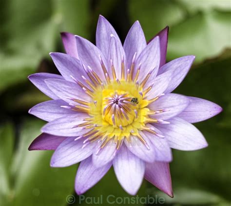 Pictures Of Paul Constable