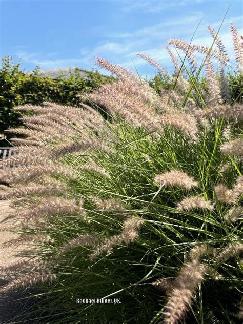 Oriental Fountain Grass Cenchrus Orientalis Karley Rose