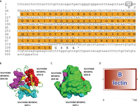 Frontiers Immunological Characterization And Function Analysis Of L Type Lectin From Spotted