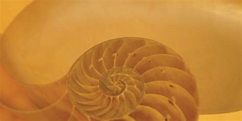 Pulsatile Tinnitus Causes And Treatments — Thewellbeing