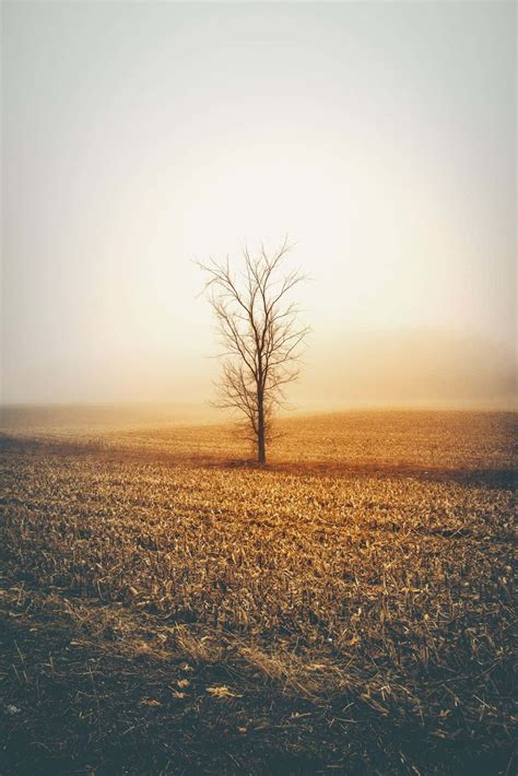 2200 Tree Wallpapers