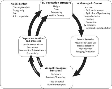 Feedback Loops Between 3d Vegetation Structure And Ecological Functions