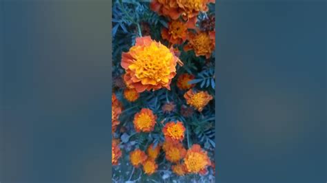 Genda Ka Phool Garden Gaonkasukoon Youtube