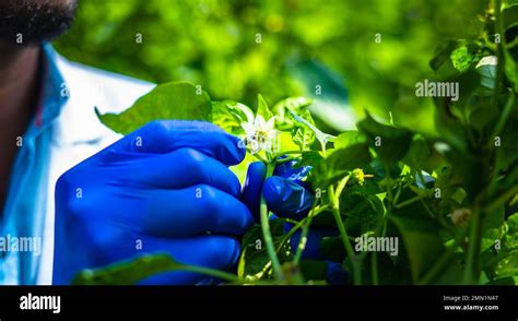Close Up Shot Of Hands With Gloves Manually Pollination For Capsicum