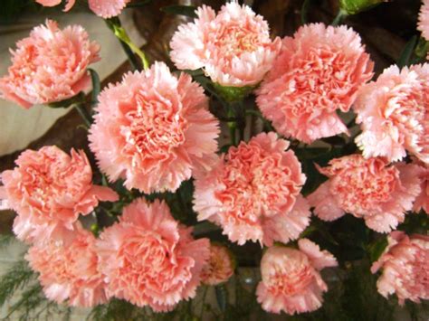 Dianthus Caryophyllus Cultivated Eflora Of India