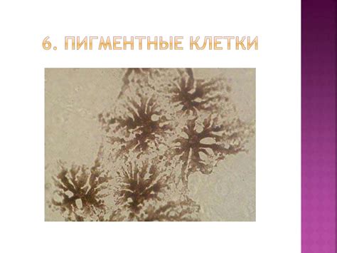 Морфофункциональная характеристика соединительных тканей презентация онлайн