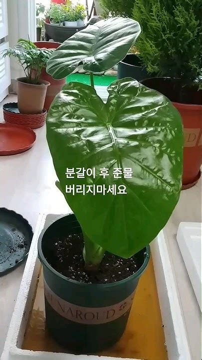 분갈이 후에 준물은 버리지마세요 영양물 알로카시아 분갈이후 Youtube
