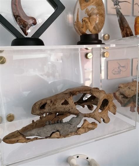 Stl File Dinosaur Skull Nanosaurus 🦖・model To Download And 3d Print・cults