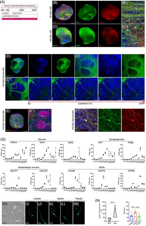 Identification Of Sgn‐like Cells On The Surface Of Mature Honos A Download Scientific