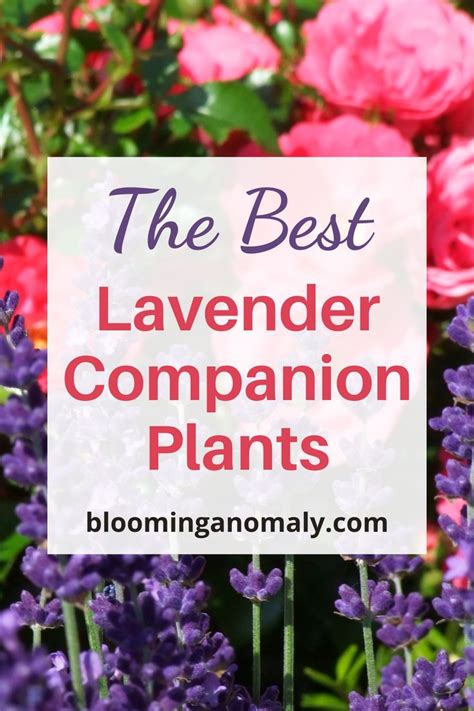 Lavender Companion Plants Lavender Companion Plants Companion Planting Growing Lavender