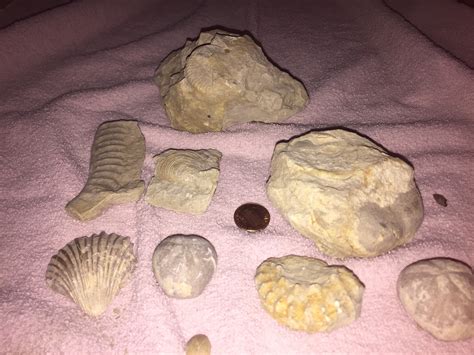 Texas Fossils Member Fossil Trades Bulletin Board The Fossil Forum