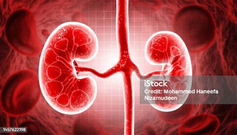 인간의 신장의 해부학 3d 일러스트레이션 3차원 형태에 대한 스톡 사진 및 기타 이미지 3차원 형태 건강관리와 의술 과학 Istock