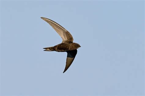 Premium Photo Common Swift Apus Apus