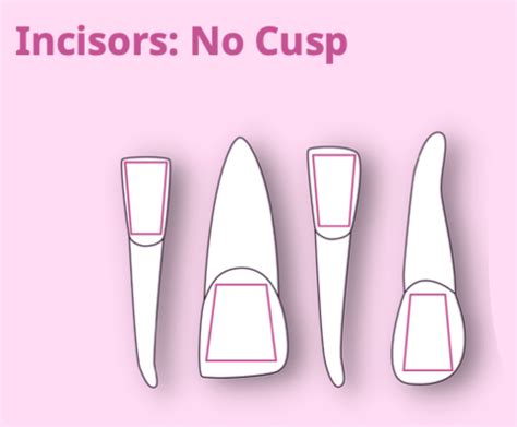 Tooth Id Classification Steps Flashcards Quizlet