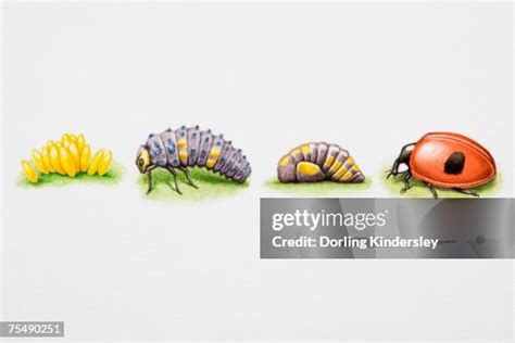 Lady Beetle Life Cycle High Res Vector Graphic Getty Images