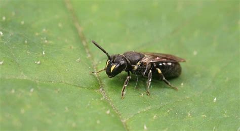 Verschil Bij En Wesp Ivn