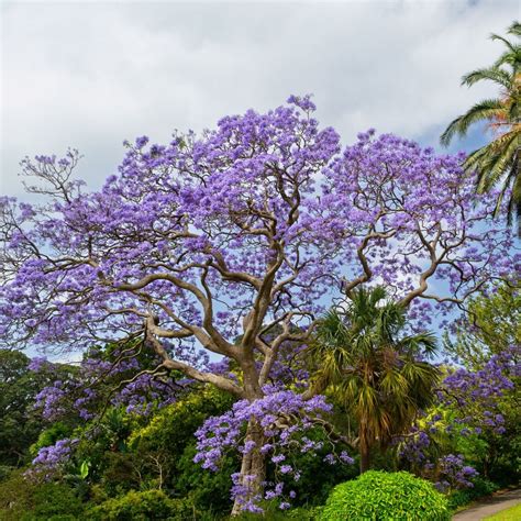 Cuidados De Los Gladiolos Un Bulbo Con Una Impresionante Floración