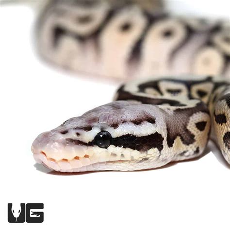Pastel Snake