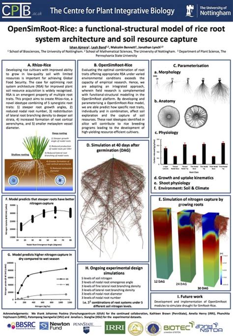 Opensimroot Rice A Functional Structural Model Of Rice Root System